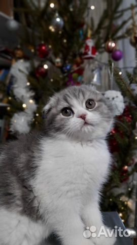 Шотландская вислоухая