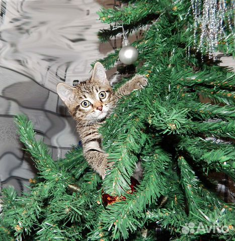 Котята в добрые руки бесплатно