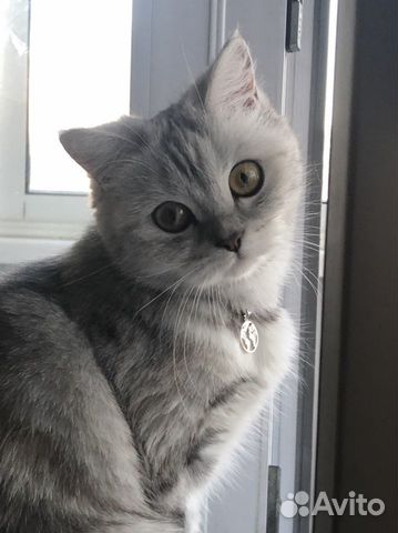 Британская кошка на вязку