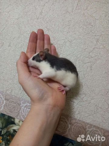 Декоративная крыса стандарт