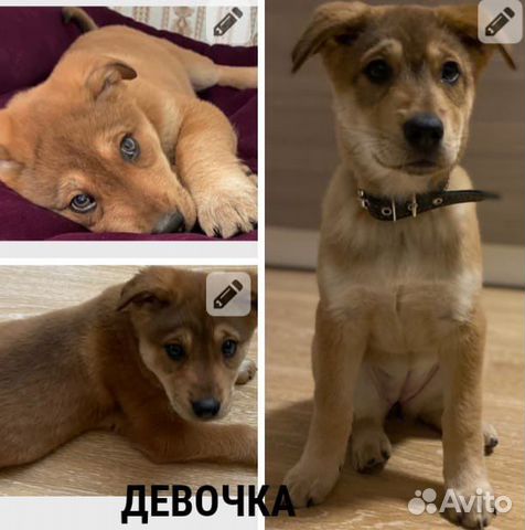 Метисы сао