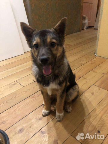 Замечательный малыш ищет дом