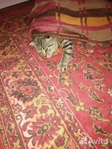 Отдаю котёнка в добрые руки, здоровая, ласковая зо