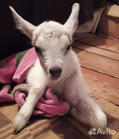 Коза с козочкой