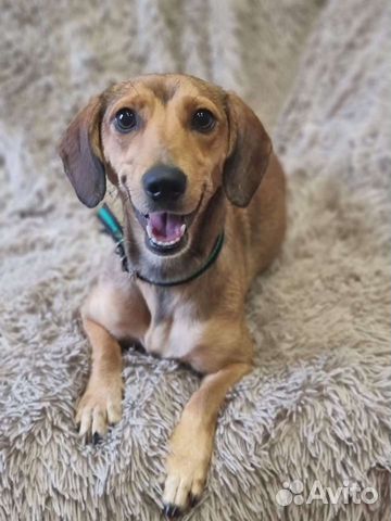 Линда в добрые руки