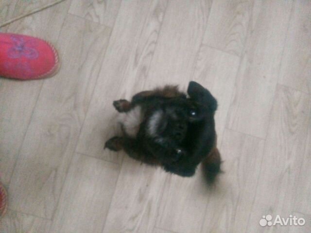 Собака птибрабрансон ищем мальчика для вязкиу