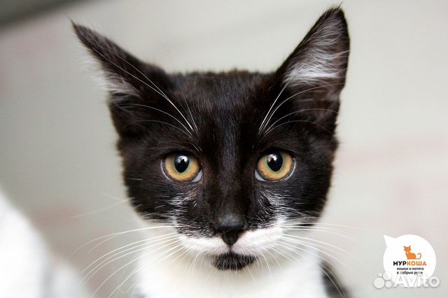 Мушик умный, наблюдательный и очень аккуратный кот