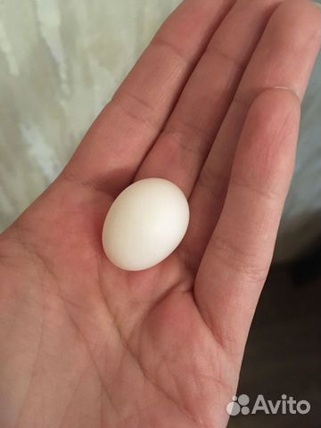 Яйца попугая корелла