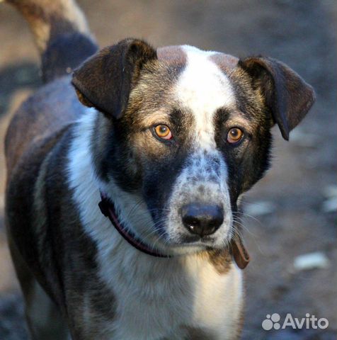 Собаки бесплатно в добрые руки