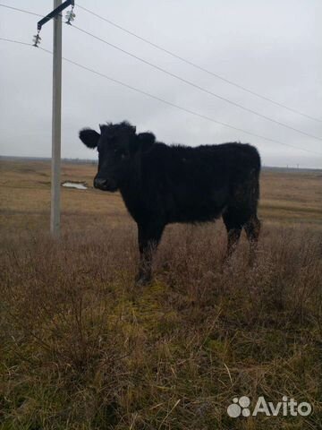 Телка 9 месец