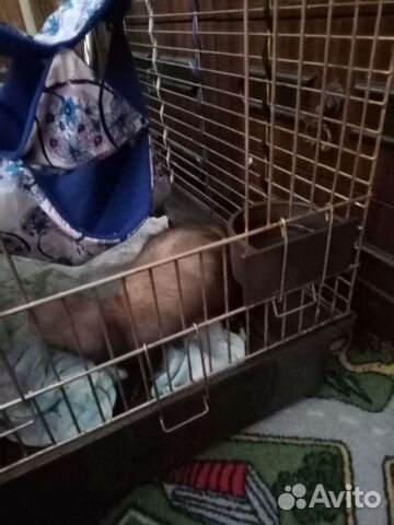 Продаётся, хорёк