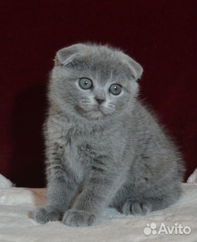 Девочка вислоухая