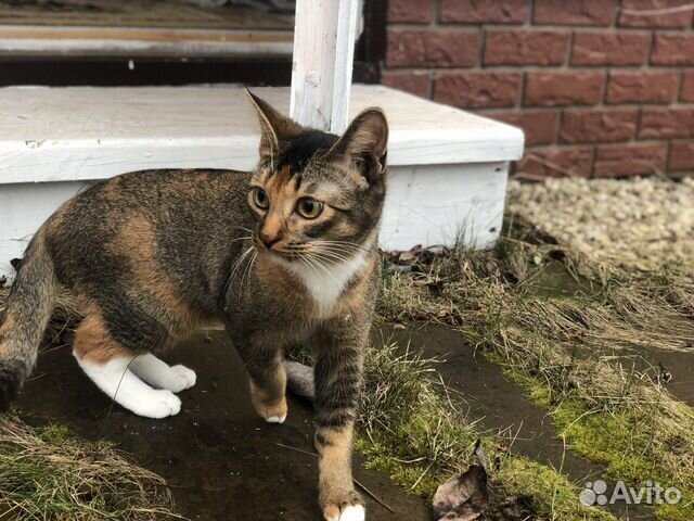 Абесинская кошка