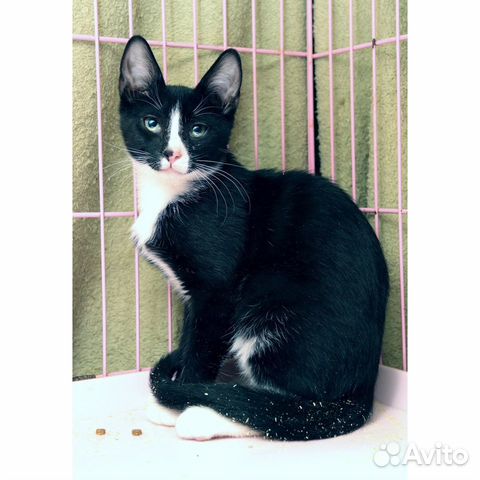 Котенок по имени Шнурок