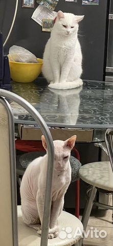 Кошки в добрые руки