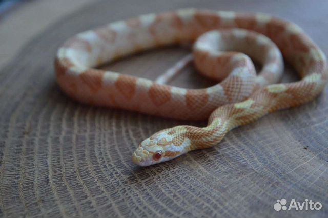 Sulfur phet charcoal stripe (маисовый полоз)