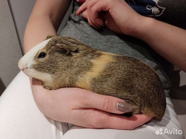 Морская свинка ищет жену