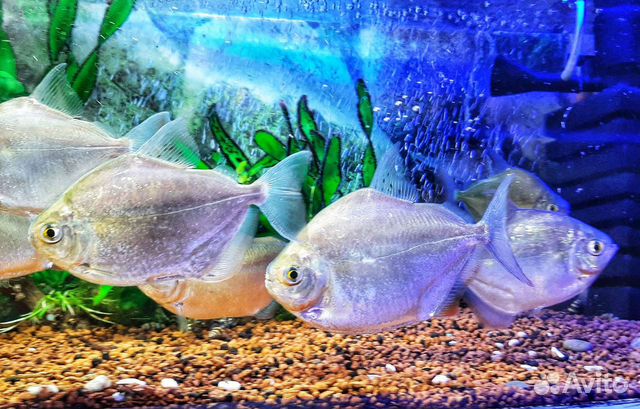 Метиннис рыба доллар