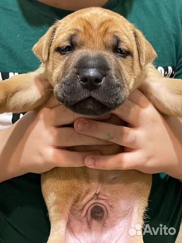 Очень хорошие щенки в добрые руки