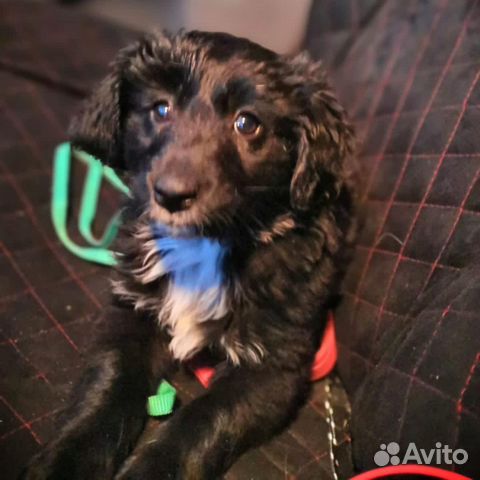 Кудряшка Сью ищет дом