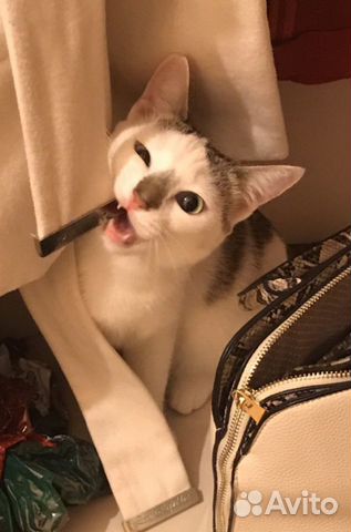 Потешная кошка Стешка