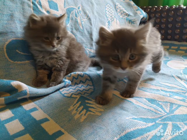 Котята в добрые руки бесплатно