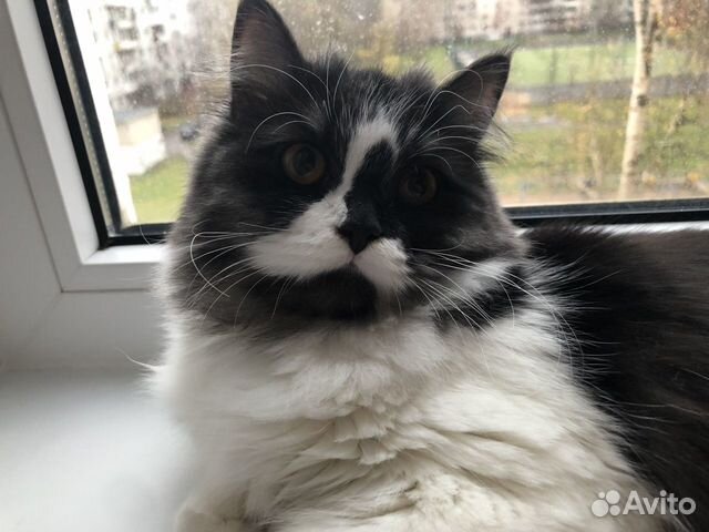 Отдам в добрые руки котёнка