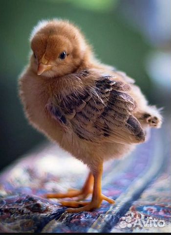 Цыплята кур несушек