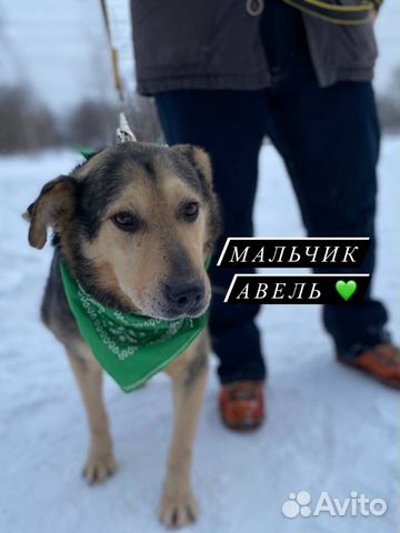 Малыш Авель из приюта хочет домой