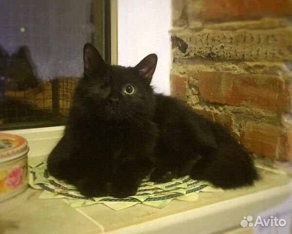 Кошечка,привита,стерилизована, один годик