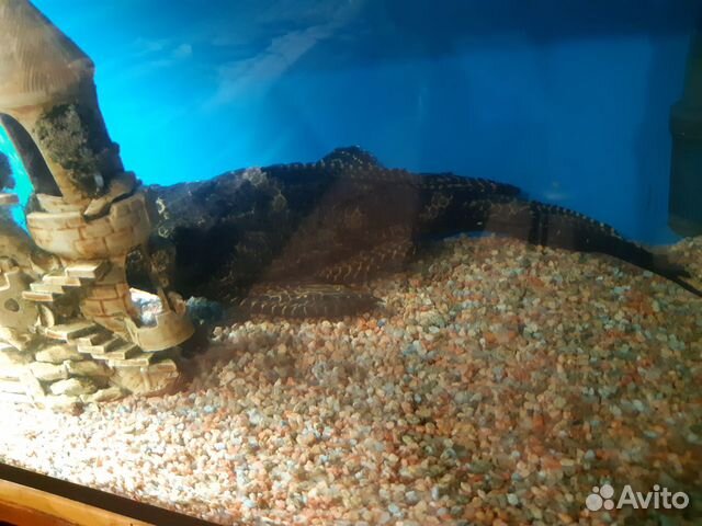 Парчовый сом