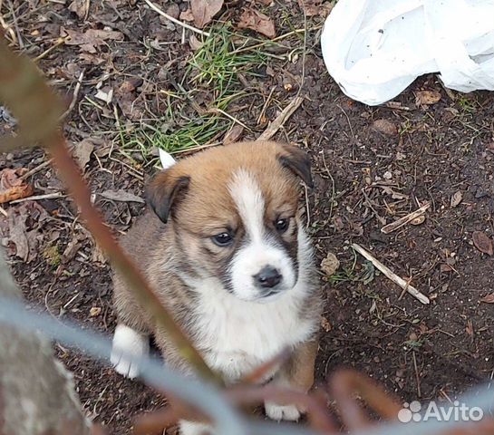 Щенок в добрые руки