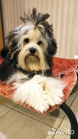 Левхен (Лёвхен) Малый Лев