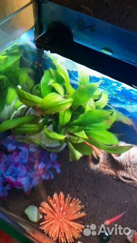 Аквариумные растения