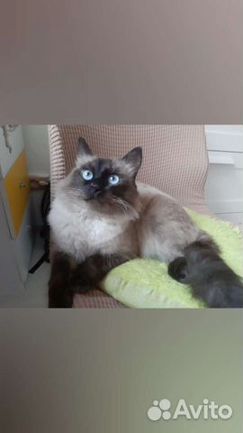 Тайский котик Кокос