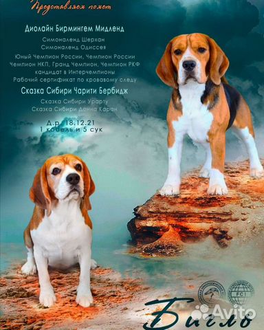 Щенки бигль