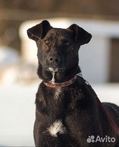 Собака в добрые руки