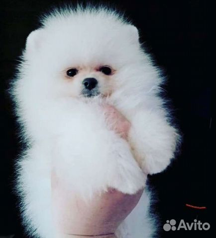 Померанский шпиц