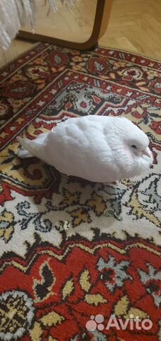 Найден белый голубь