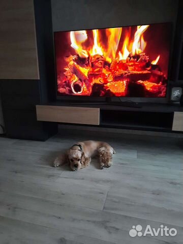 Вязка, американский коккер-спаниель