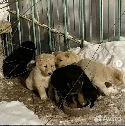 Шестеро щеночков ждут Вас