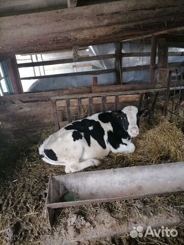 Быки на мясо