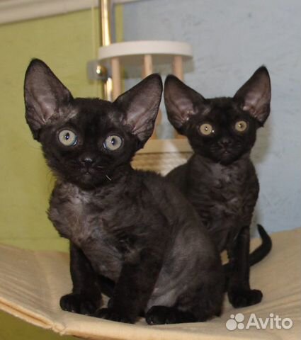 Эксклюзивный мальчик Девон-рекс