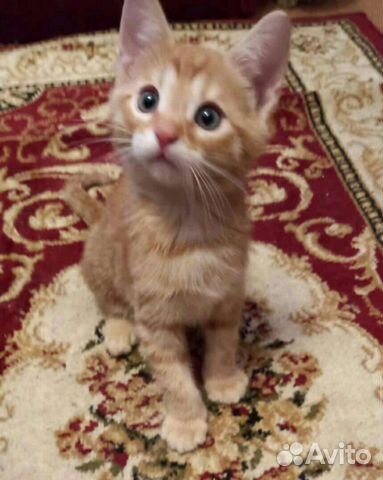 Котенок,мальчик в дар