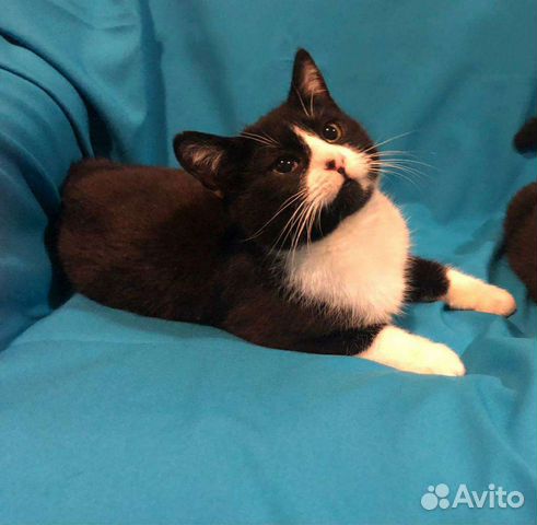 Беззубик в добрые руки