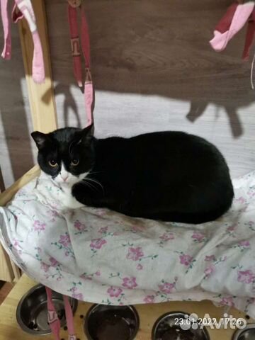 Котик