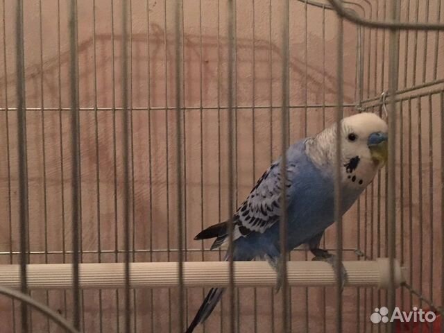 Волнистый попугай самец