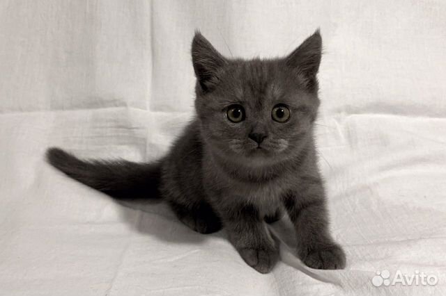 Британские котята