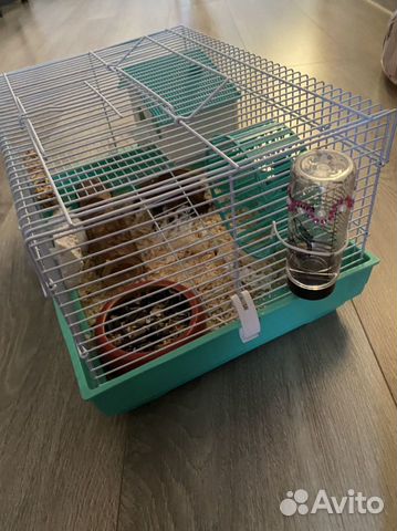 Продам хомяков