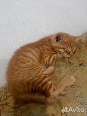 Котенок Клёпа